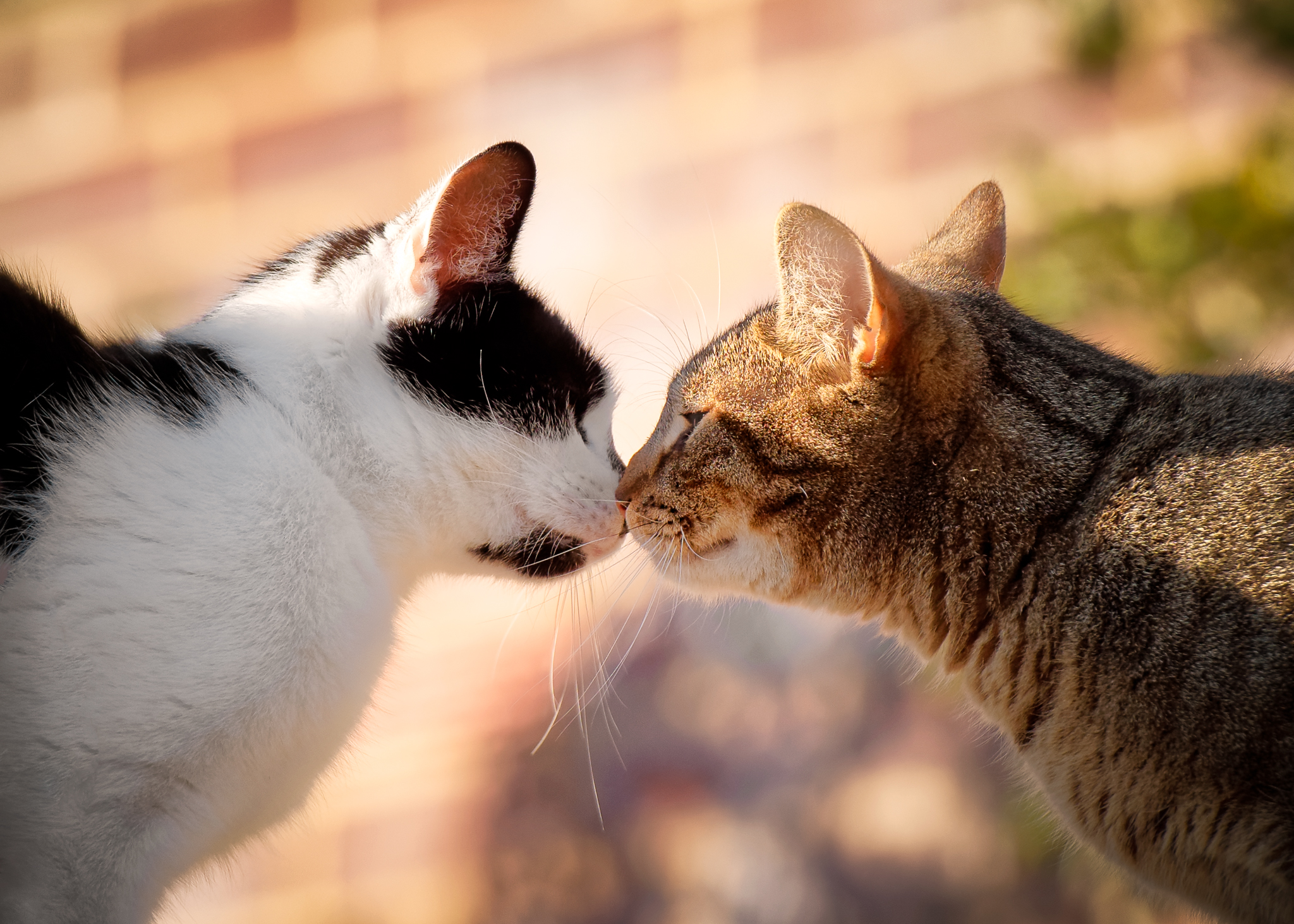How animal communication can help | See Through Their Eyes